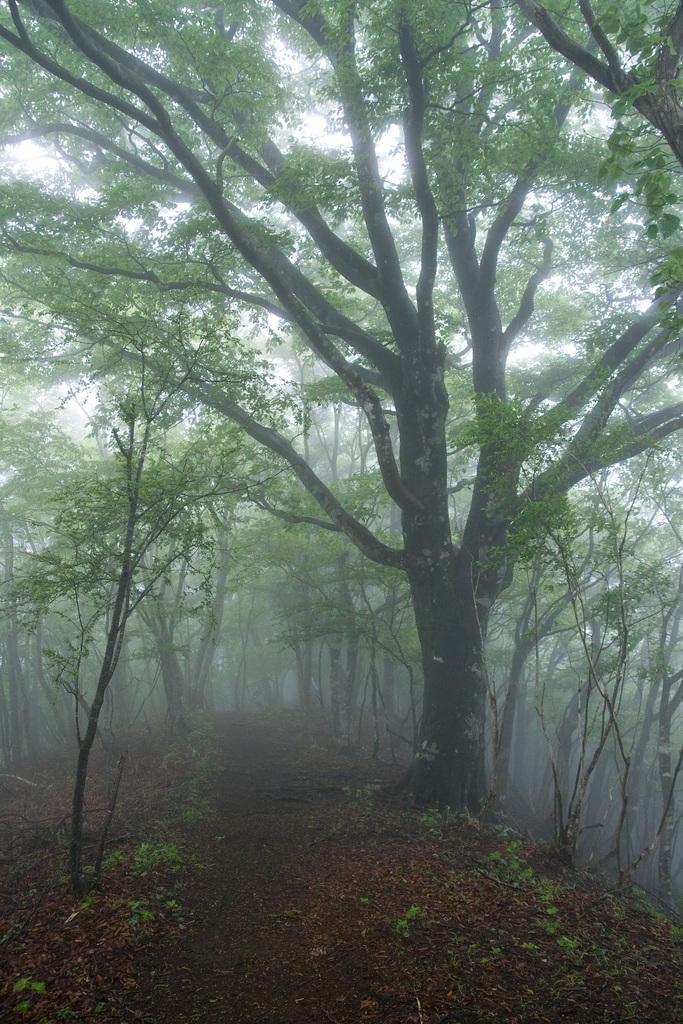 Japanese Blue Beech (Fagus japonica) - Botanical Realm