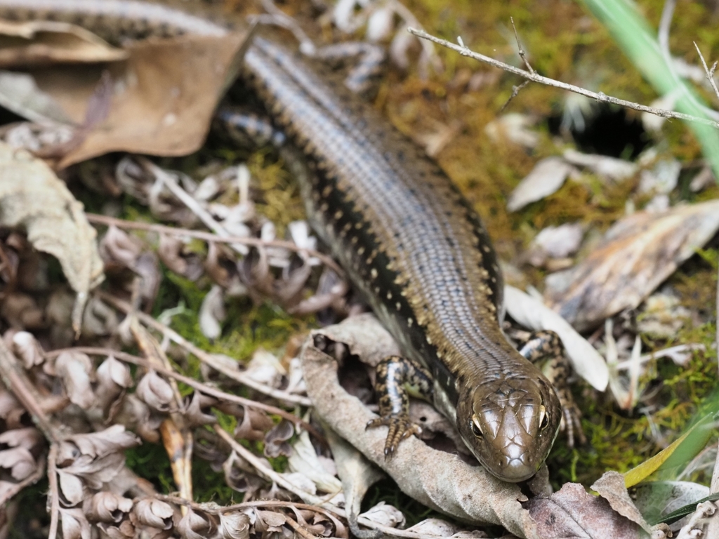 Southern Water Skink from Balook VIC 3971, Australia on March 07, 2021 ...