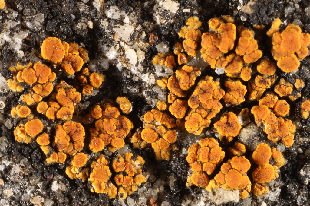 Fungi Including Lichens from Allegheny Co., Pennsylvania, USA on March ...