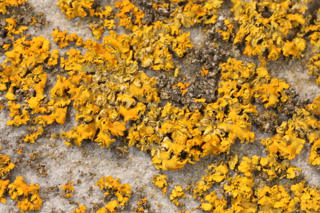 Fungi Including Lichens from Allegheny Co., Pennsylvania, USA on March ...