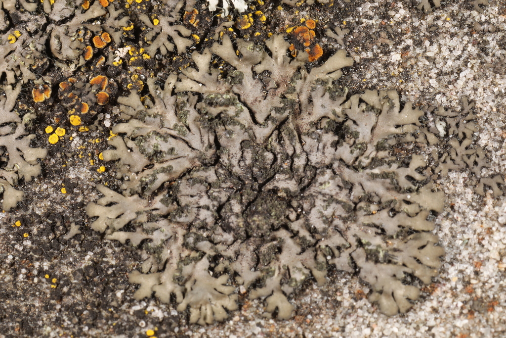 wreath lichens from Allegheny Co., Pennsylvania, USA on March 08, 2021 ...