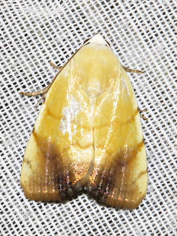 Xanthodes albago (Fabricius, 1794)