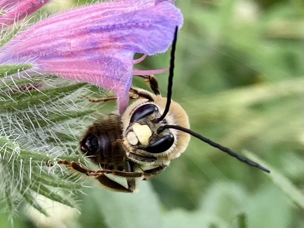 Eucera from Hulda, Central District, IL on March 25, 2021 at 12:33 PM ...