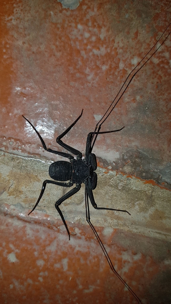 Sonoran Tailless Whipspider from Margaritas 2, Palo Prieto, Ticumán ...