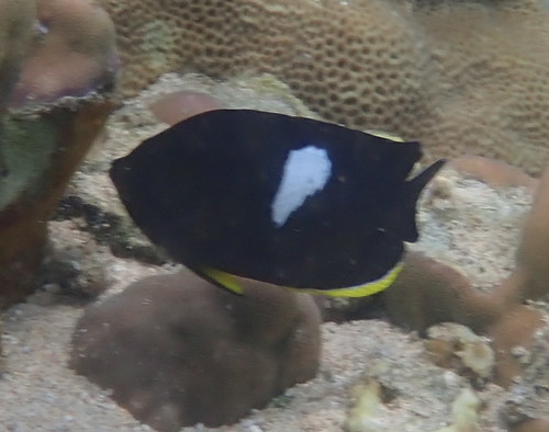 Keyhole Angelfish (Sunshine Coast Marine Biosphere Species Guide ...