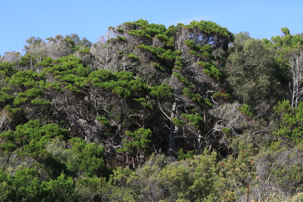 Coastal Cypress Pine from Sunshine Coast QLD, Australia on March 9 ...