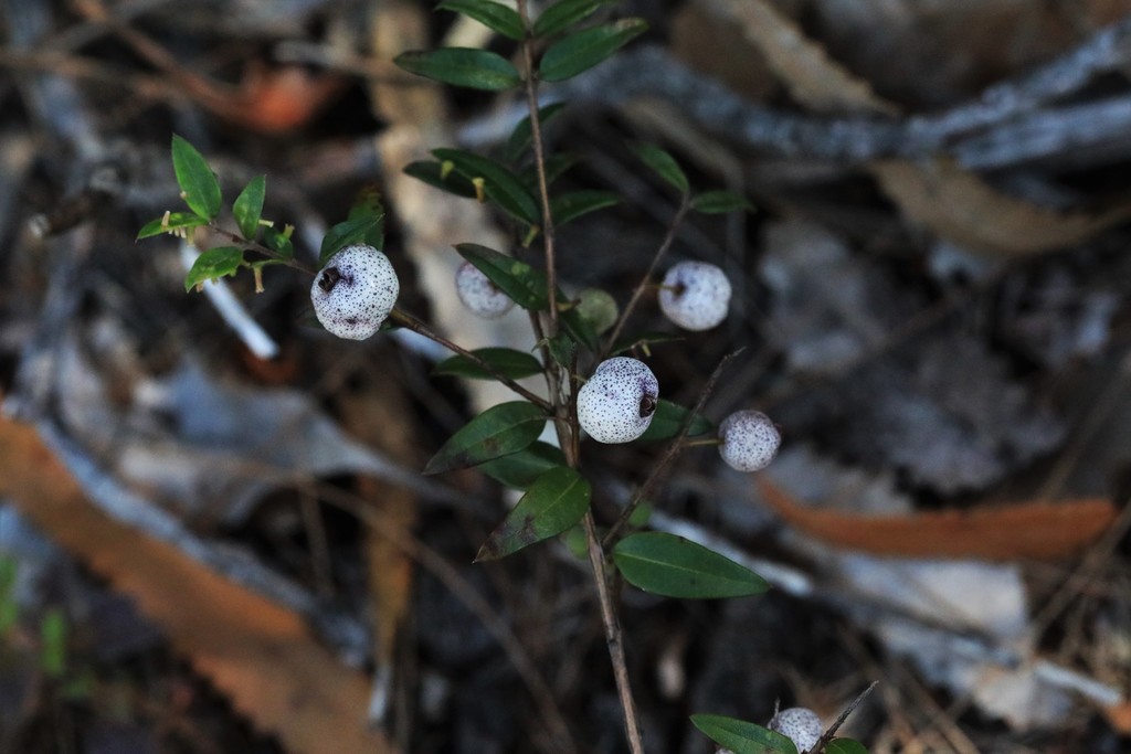 Midgen Berry from Sunshine Coast QLD, Australia on March 09, 2021 at 10 ...