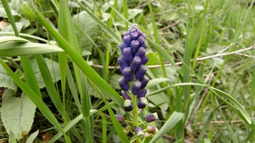 Bellevalia fominii · iNaturalist