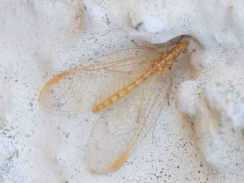 Chrysoperla carnea · iNaturalist United Kingdom