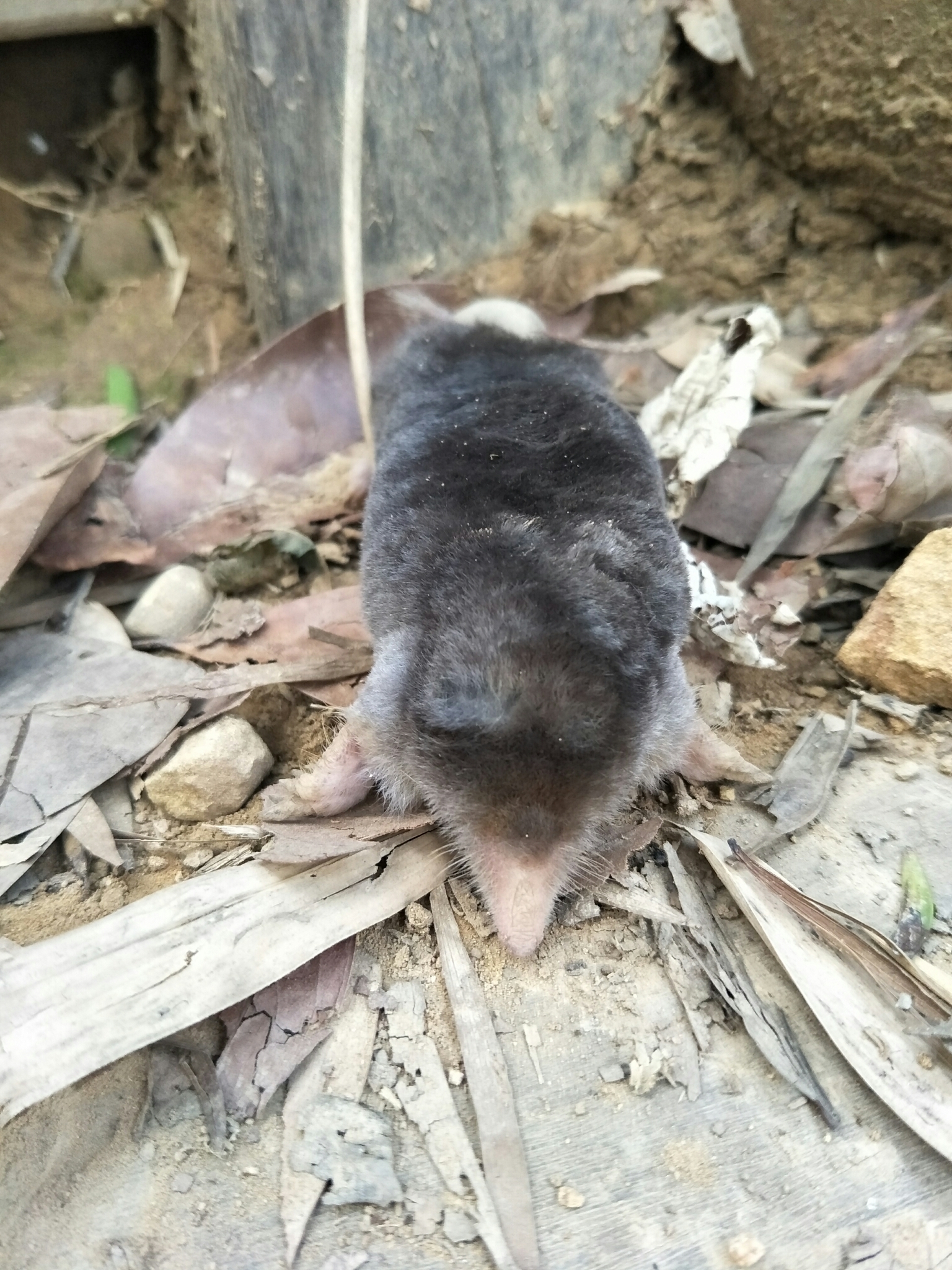 Mogera insularis (Swinhoe, 1863)