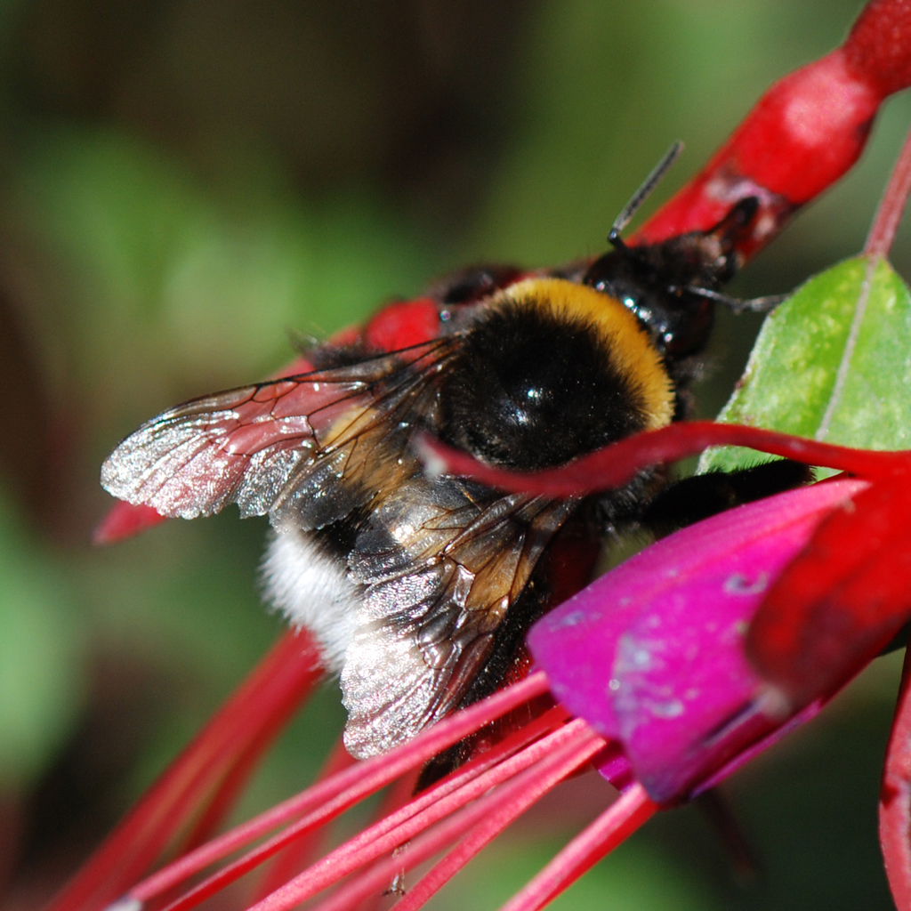 Buff-tailed Bumble Bee from Castro, Los Lagos, Chili on February 12 ...