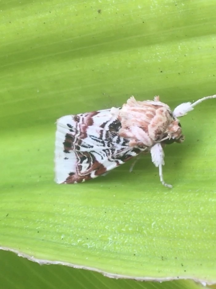 Lily Caterpillar Moth from Darwin NT, Australia on February 21, 2018 by ...