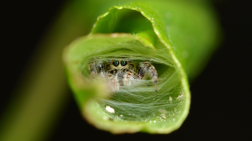 Typical Jumping Spiders from MacGregor Point Provincial Park on August ...