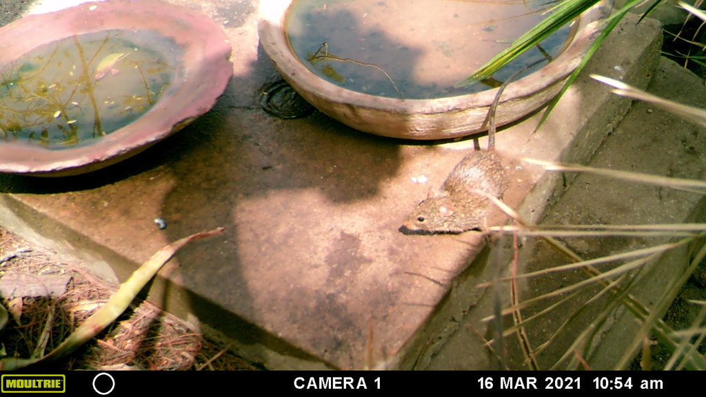 Nile Grass Rat from Mbodiene, Senegal on March 16, 2021 at 10:54 AM by ...