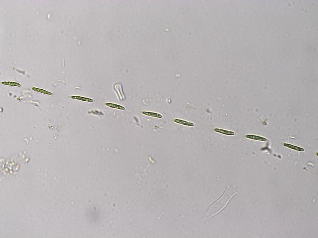 (Elakatothrix) - Botanical Realm