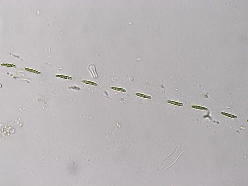 Genus Elakatothrix · iNaturalist