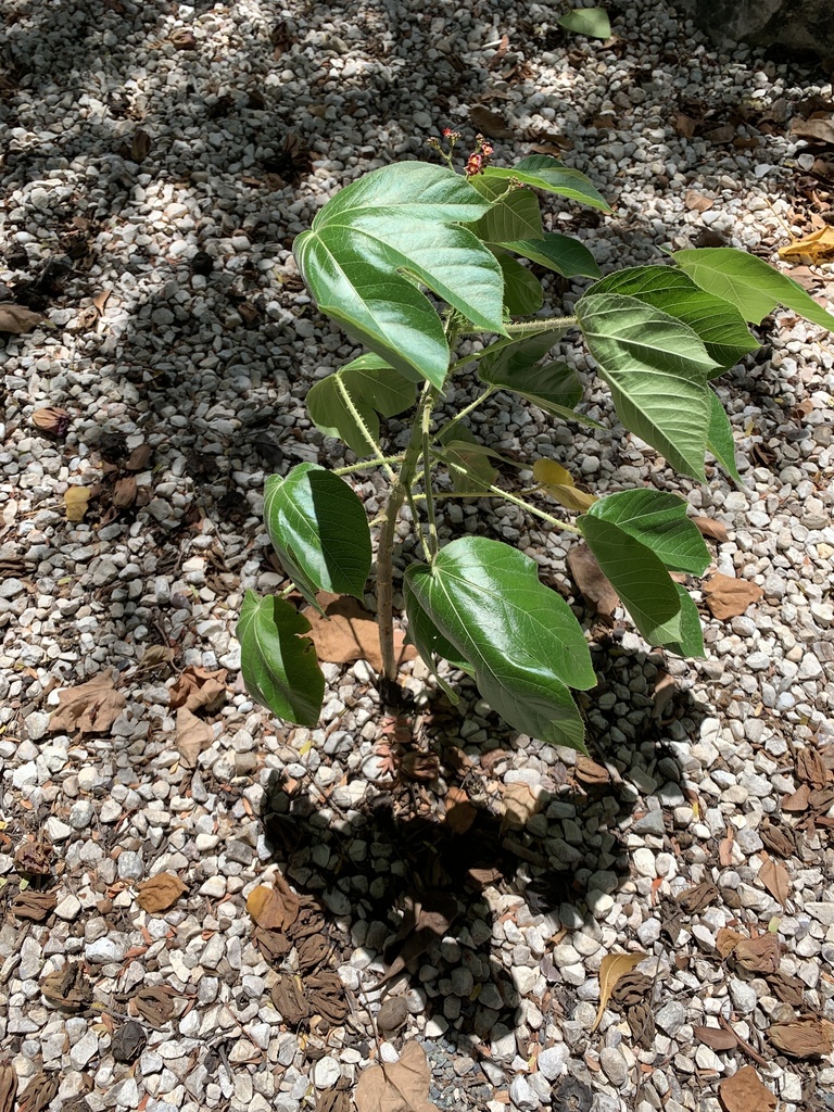 Bellyache Bush from Grand Turk, Grand Turk, Turks and Caicos Islands ...