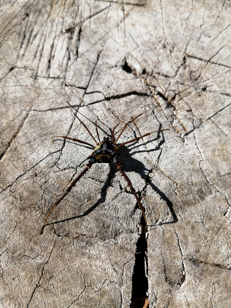 Sadocus asperatus from Valdivia, Los Ríos, Chile on March 27, 2021 at ...
