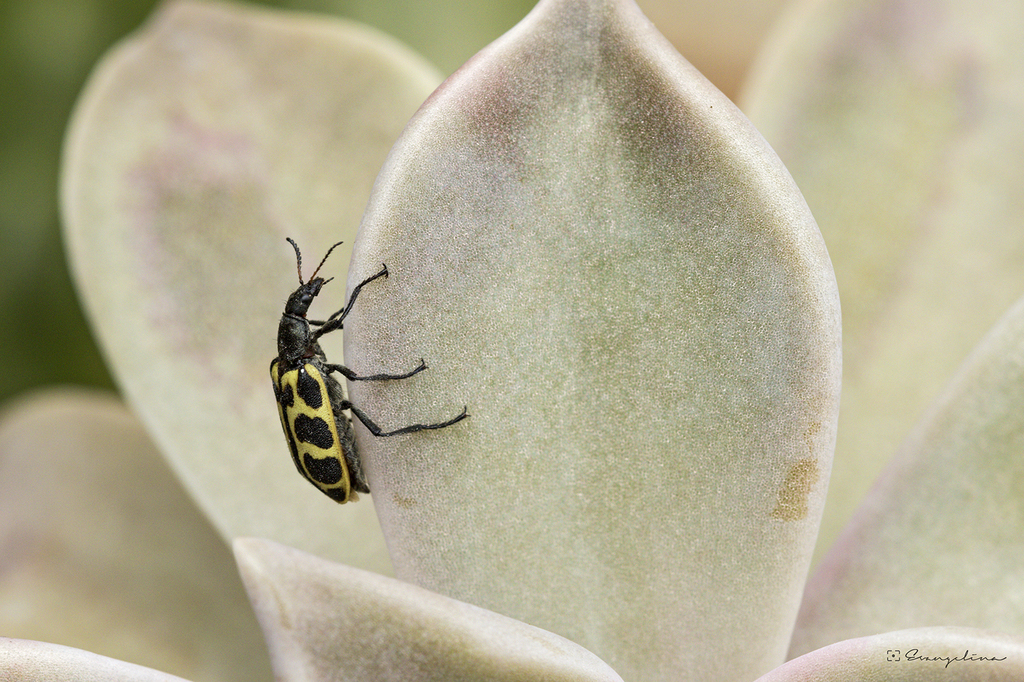 Spotted Maize Beetle from Remedios de Escalada, Buenos Aires Province ...