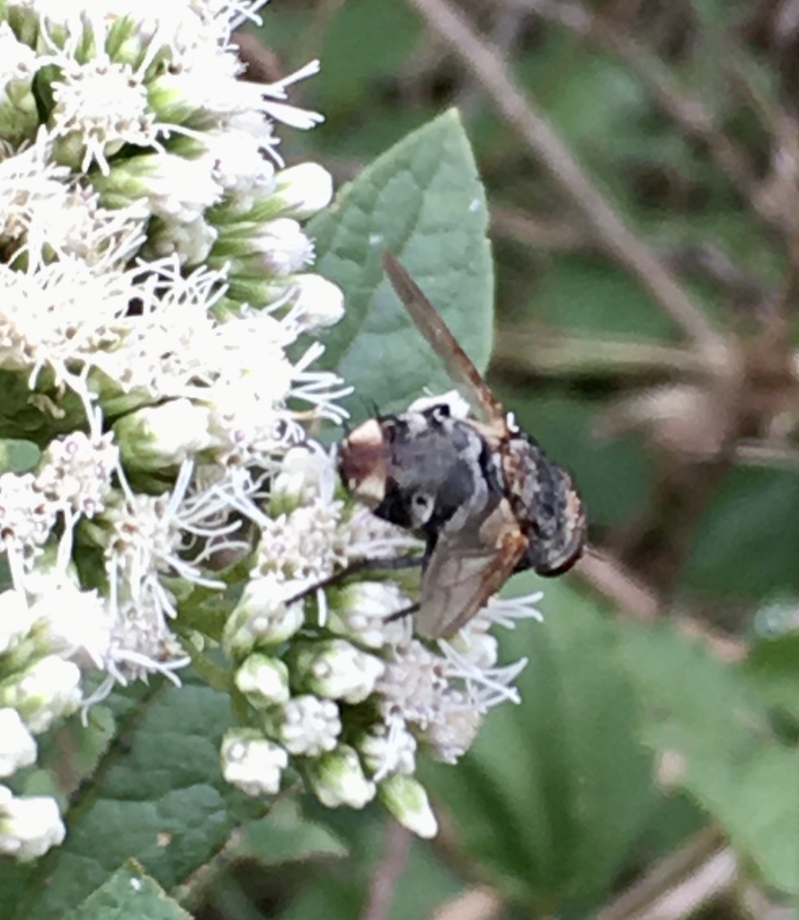 Archytas from Sección 03, Sección 03, Rio Negro, UY on March 27, 2021 ...