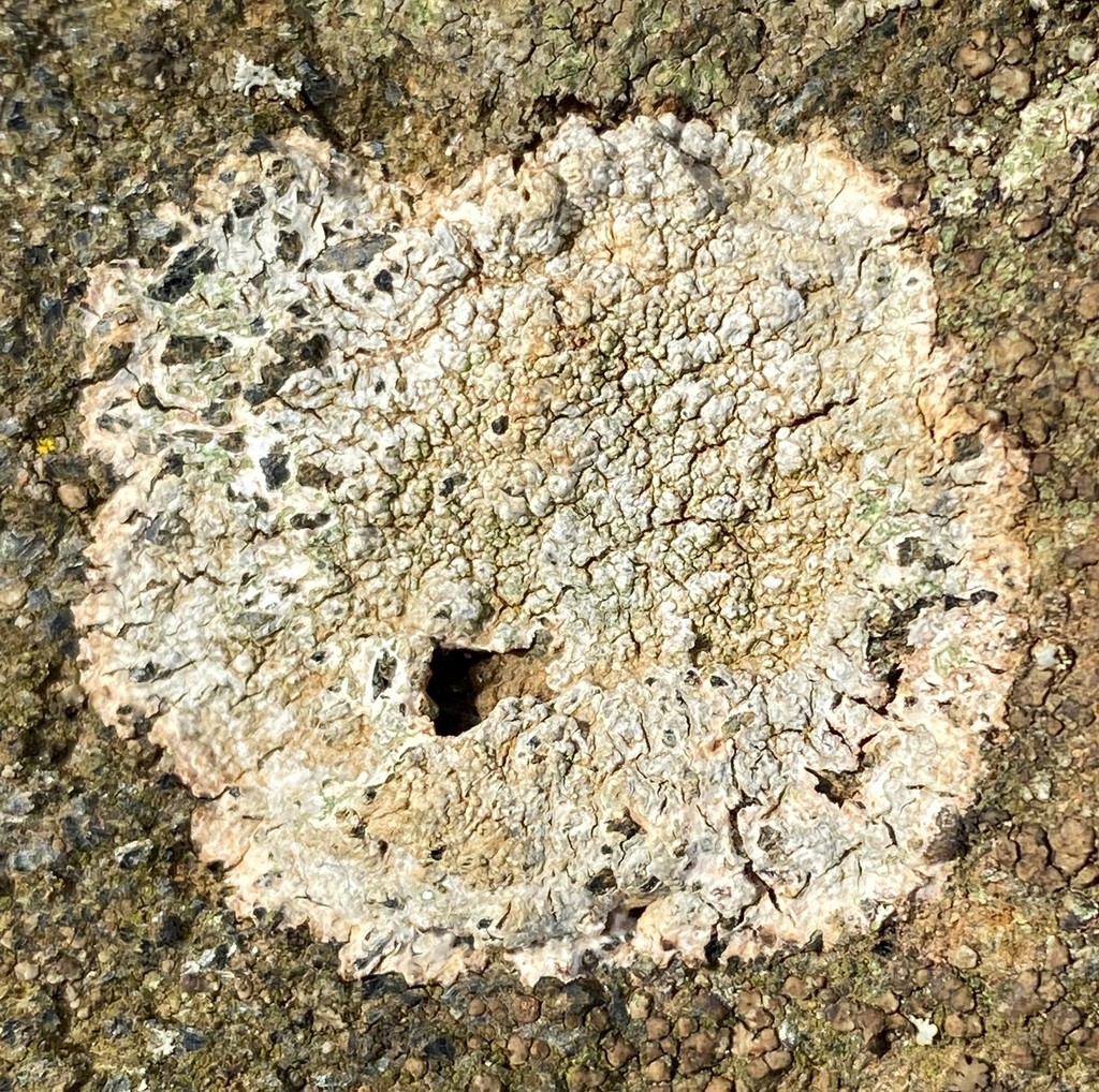 Rock Wart Lichen from I40 rest stop near Claremont, Catawba County, NC ...