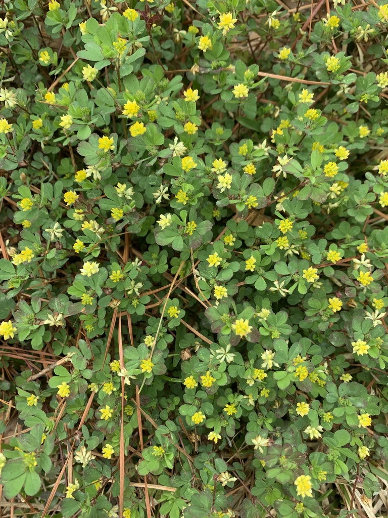 Lesser hop trefoil (Trifolium dubium) - Botanical Realm