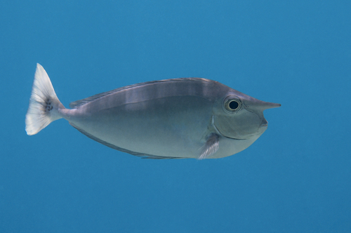 Paletail Unicornfish (Reef Fish of the Hawaiian Islands) · iNaturalist
