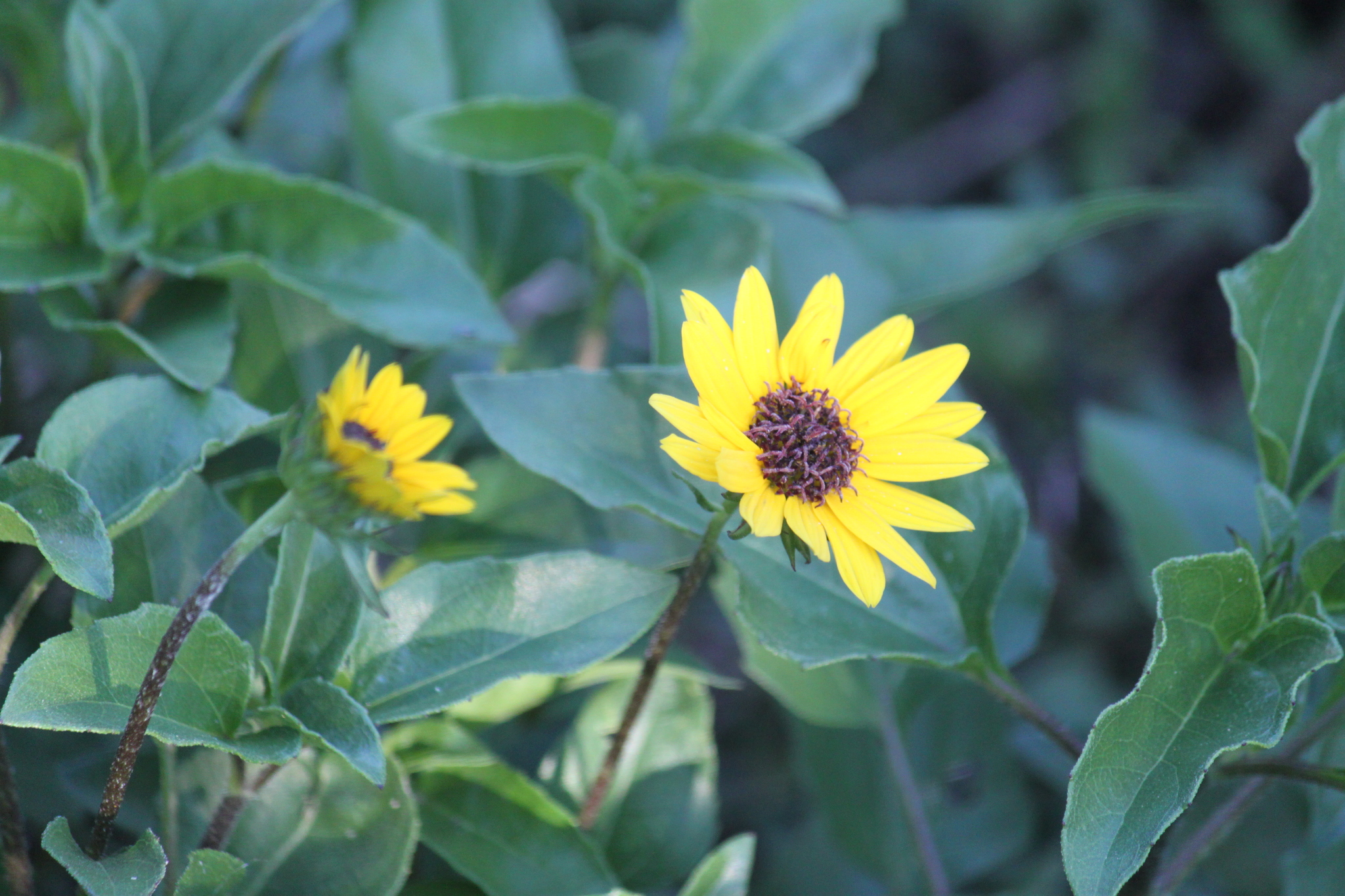 Helianthus debilis subsp. vestitus (E.Watson) Heiser
