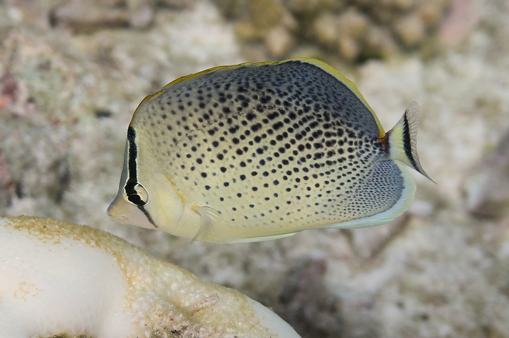 Spotted Butterflyfish (Chaetodon guttatissimus) - Marine Life ...