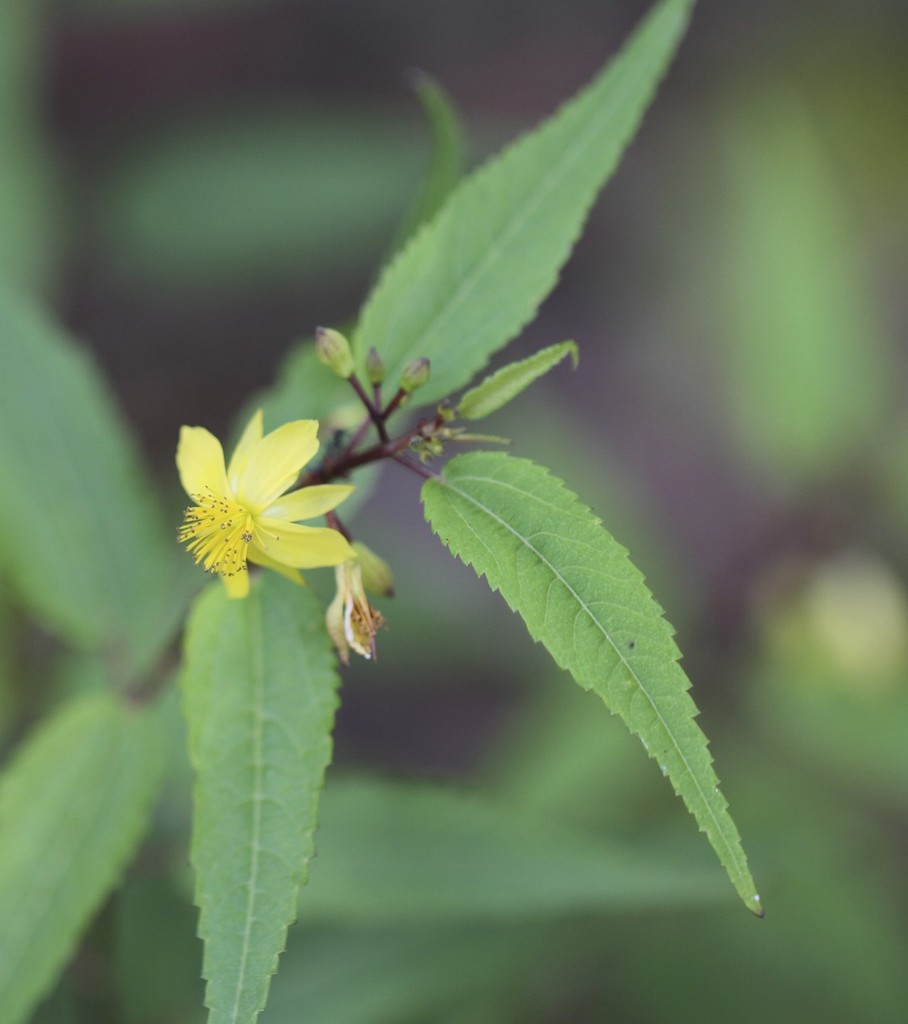 native jute (Corchorus cunninghamii) - Botanical Realm