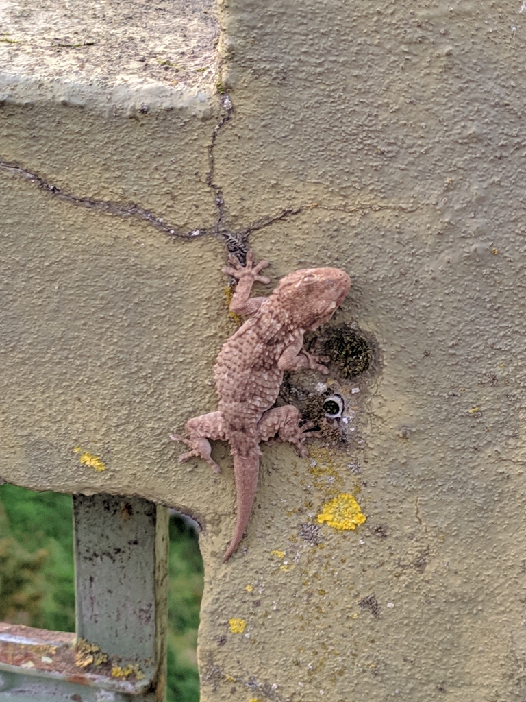 Moorish Gecko from Ponte Ferroviária de Vouzela, Rio Zela, 3670 Vouzela ...