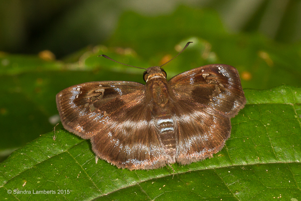 Quadrus cerialis (Borboletas da Grande Curitiba e Paraná, Brasil ...