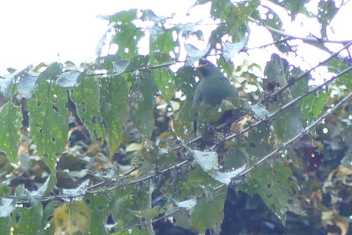 Mountain White-bibbed Fruit Dove (Subspecies Ptilinopus rivoli bellus ...