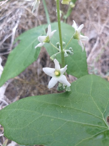 Island Manroot (Marah guadalupensis) · iNaturalist