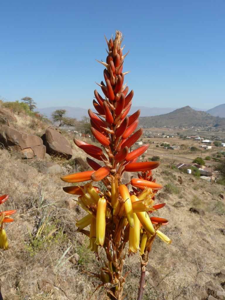 Wickens' Aloe in July 2011 by Rob Ferber · iNaturalist