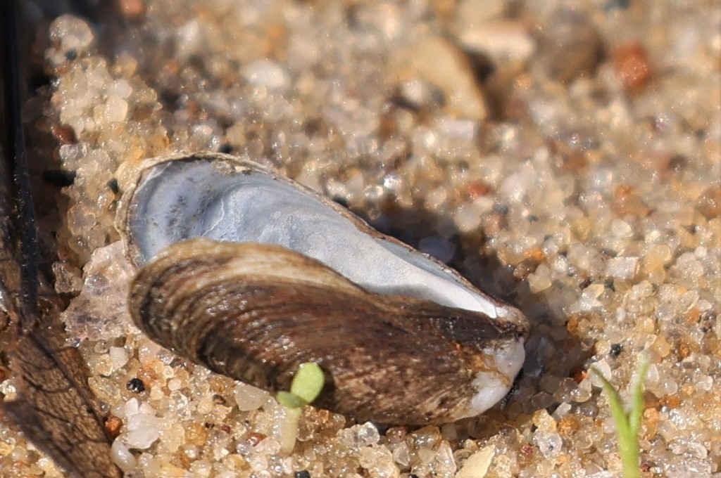 Dark Falsemussel from 1000 Frankfurst Ave, Baltimore, MD 21226, USA on ...