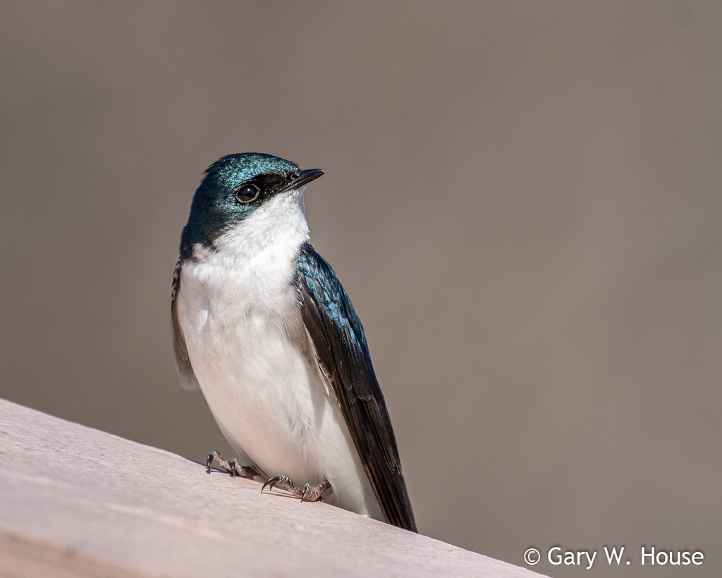 Tree Swallow from National Wildlife Visitor Center, 10901 Scarlet ...