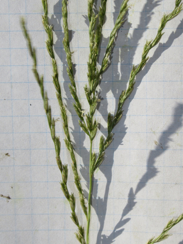 green sprangletop (Disakisperma dubium) · iNaturalist
