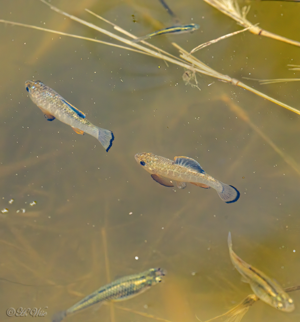 Sheepshead Minnow from Hidalgo County, TX, USA on March 26, 2021 at 02: ...