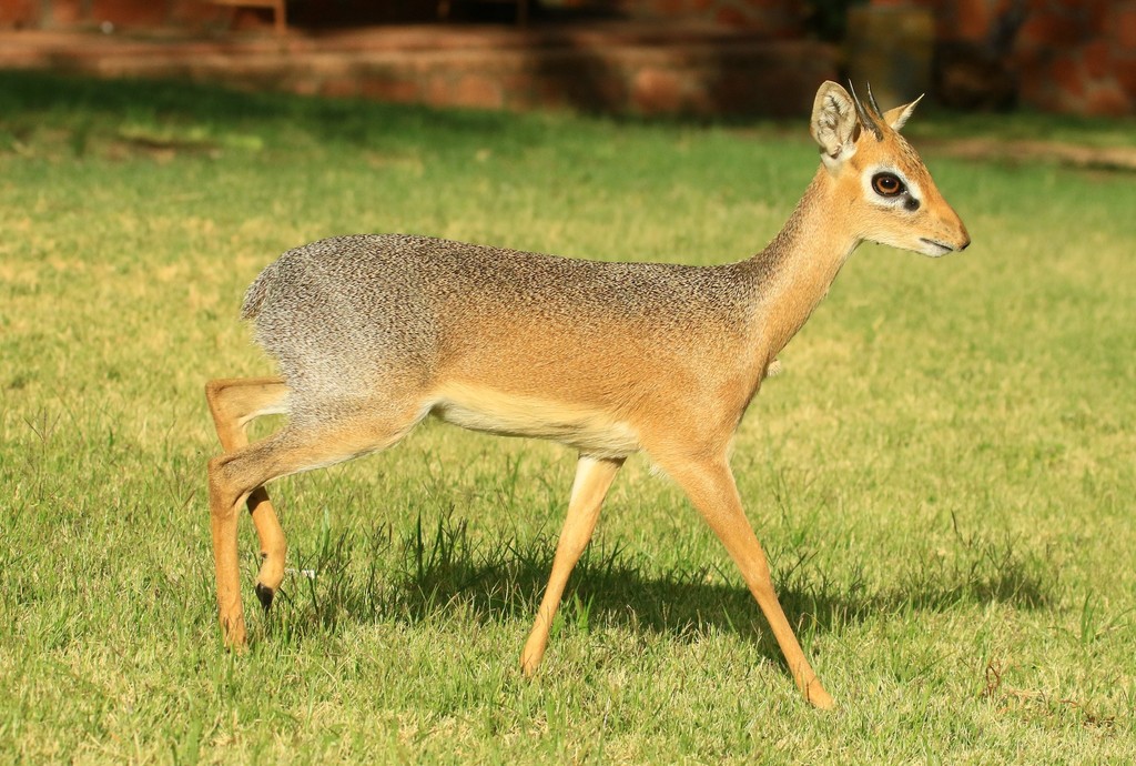 Damara Dik-dik (Madoqua damarensis) - Know Your Mammals