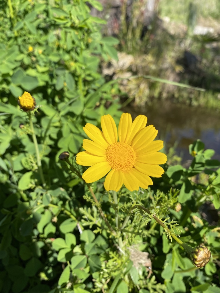 Garland Daisy from Laport St, San Diego, CA, US on March 27, 2021 at 09 ...