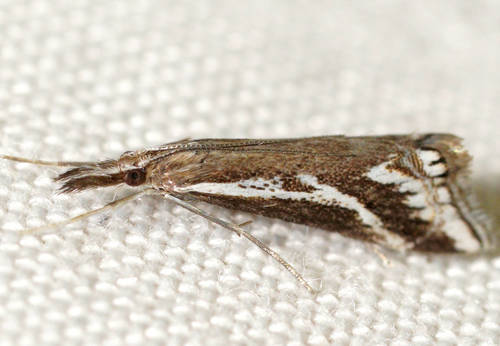 Small-kite Moth (Autarotis milvellus) · iNaturalist