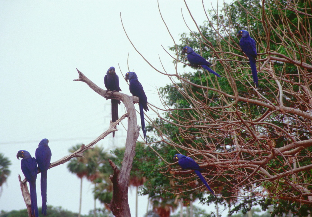 Hyacinth Macaw in August 2002 by Pedro Beja. Record on eBird. · iNaturalist