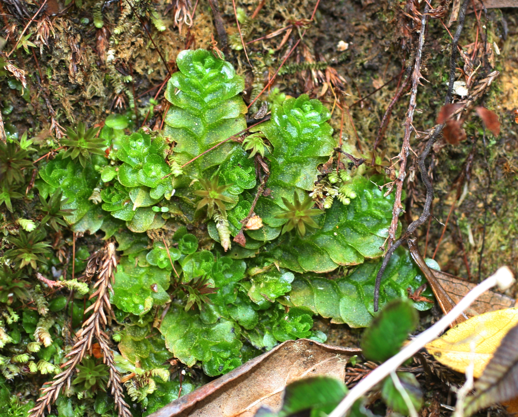 Treubia lacunosa from Wakamarina Track, Western Marlborough on November ...