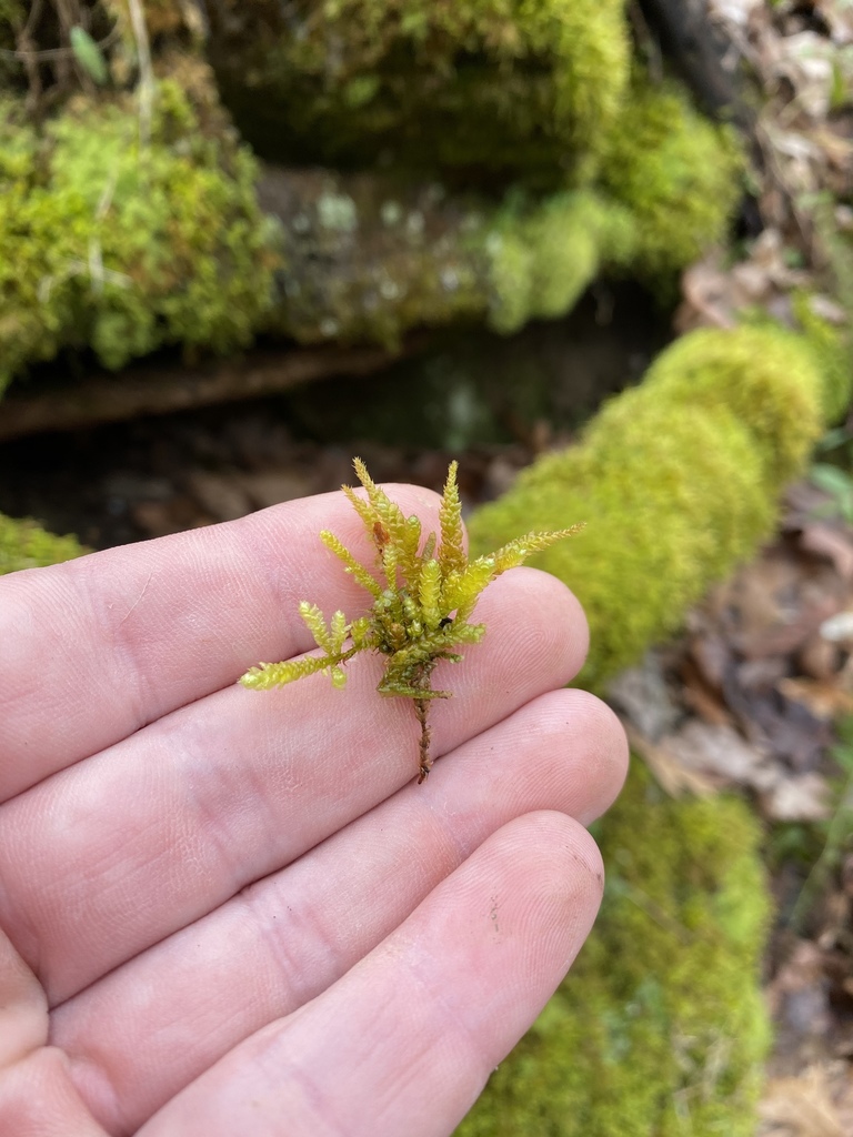 spoon-leaved moss (Bryoandersonia illecebra) - Botanical Realm