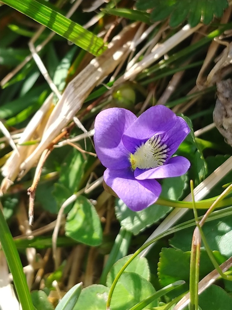 common blue violet from Athens, OH 45701, USA on March 27, 2021 at 05: ...