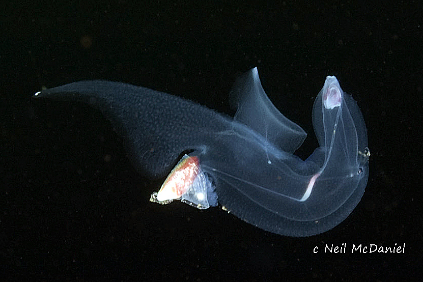 glassy nautilus from Barkley Sound, BC, Canada on September 27, 2015 at ...