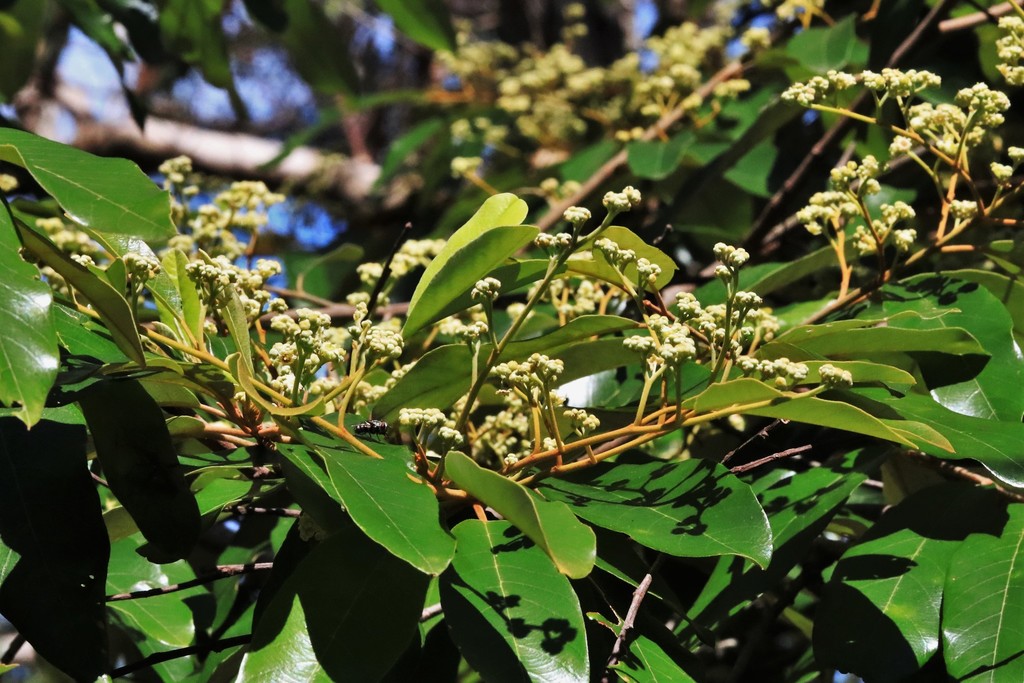 Red Ash from Sunshine Coast QLD, Australia on March 10, 2021 at 11:24 ...