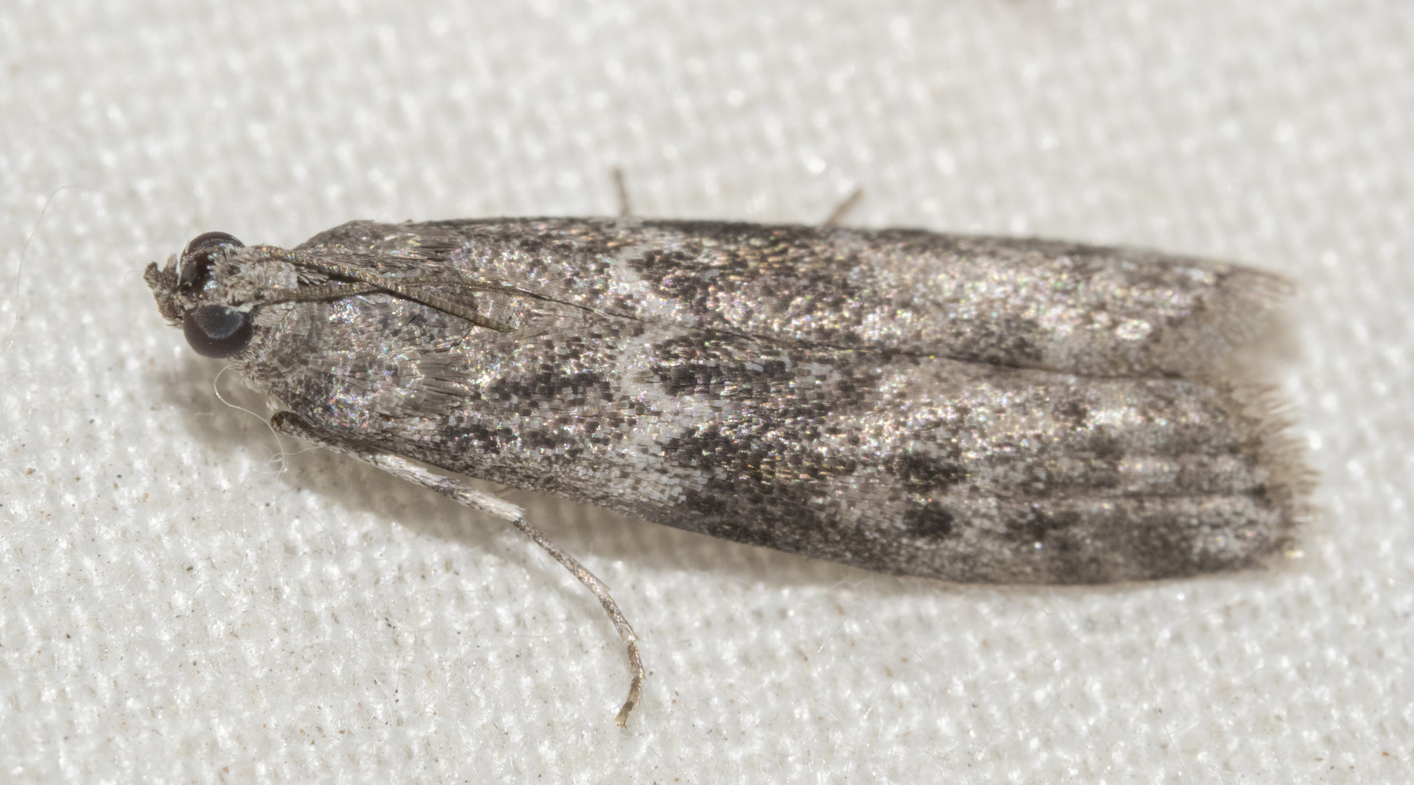 Ephestia kuehniella Zeller, 1879