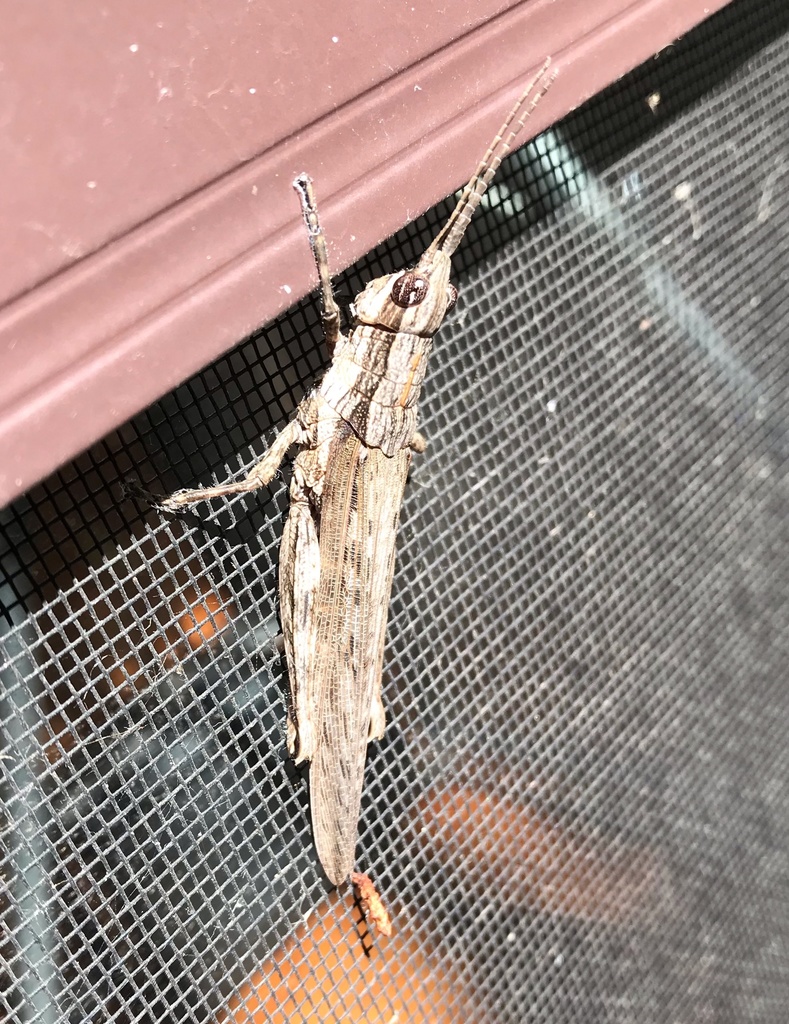 Bark-mimicking Grasshopper from The Crest, Hornsby Heights, NSW, AU on ...